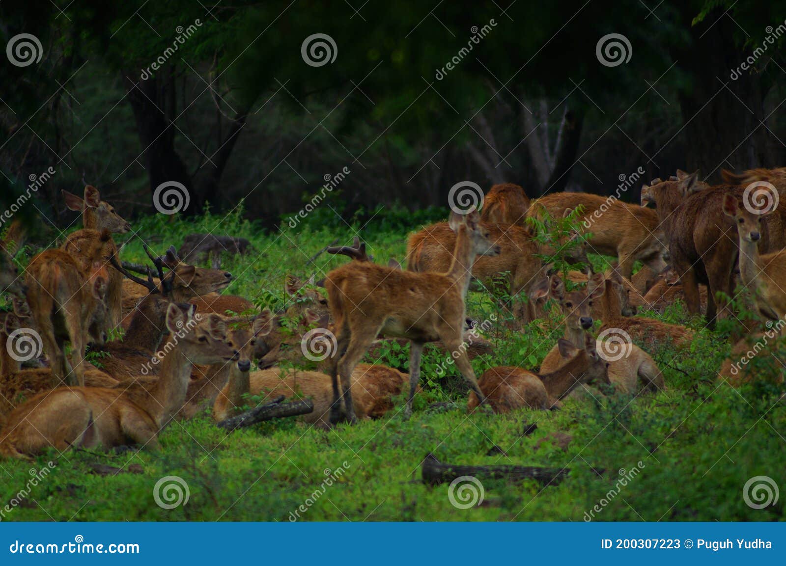 A Group of Deer in the Forest Stock Image - Image of autumn, forest ...