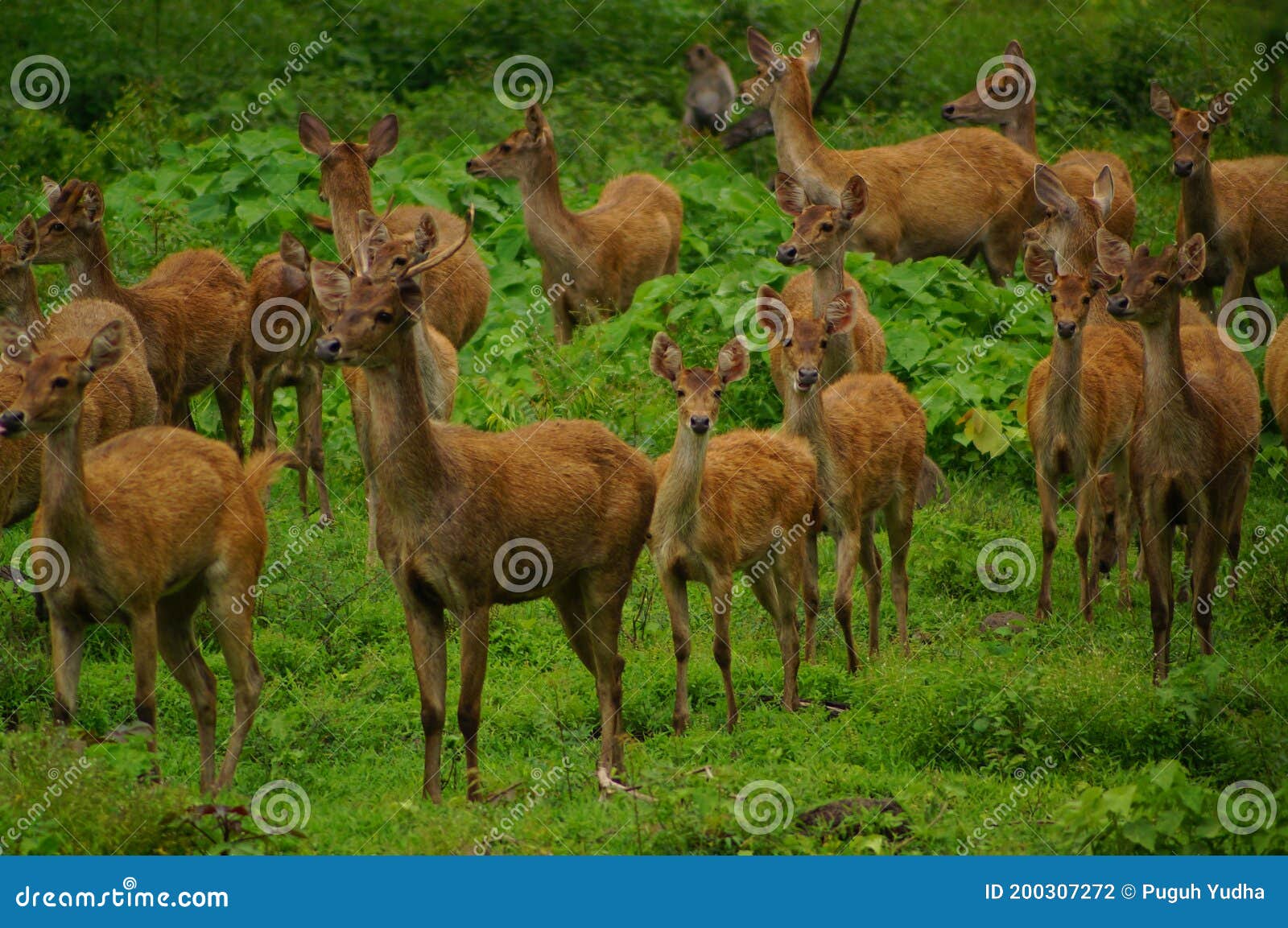 A Group of Deer in the Forest Stock Photo - Image of cervidae ...