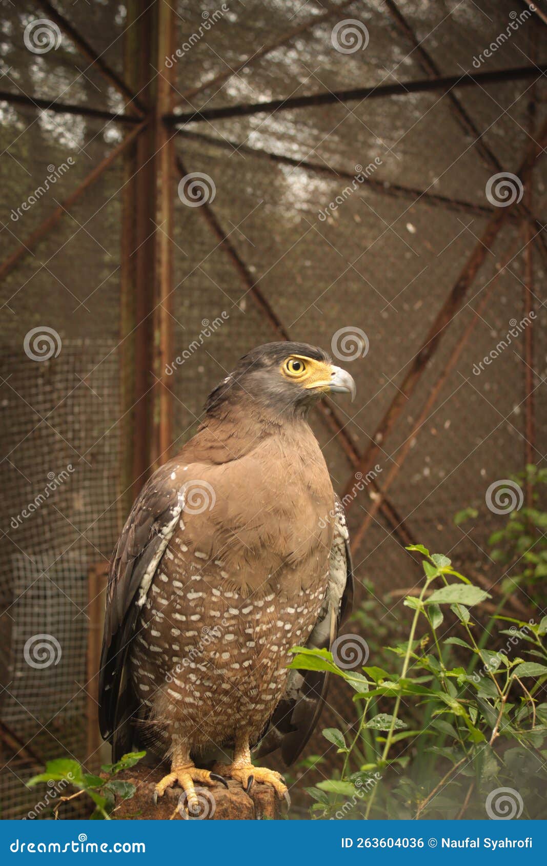 Javanese Eagle stock photo. Image of finch, sparrow - 263604036
