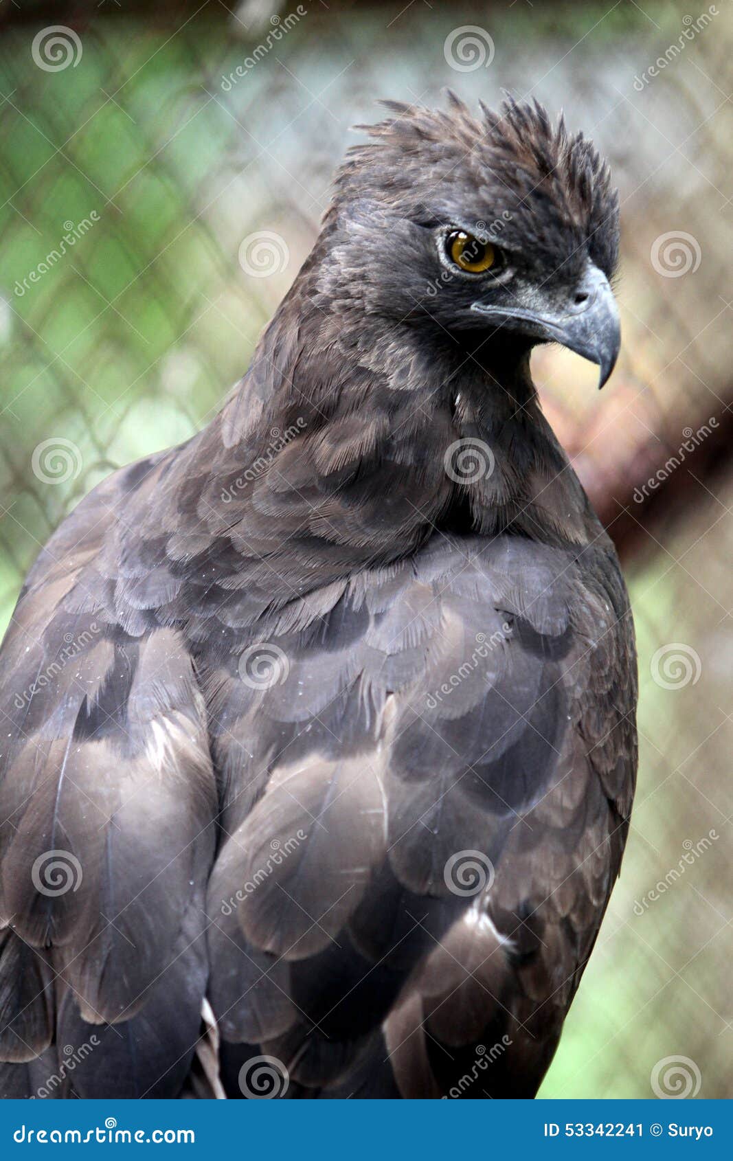 Javanese eagles stock image. Image of hunting, indonesia - 53342241