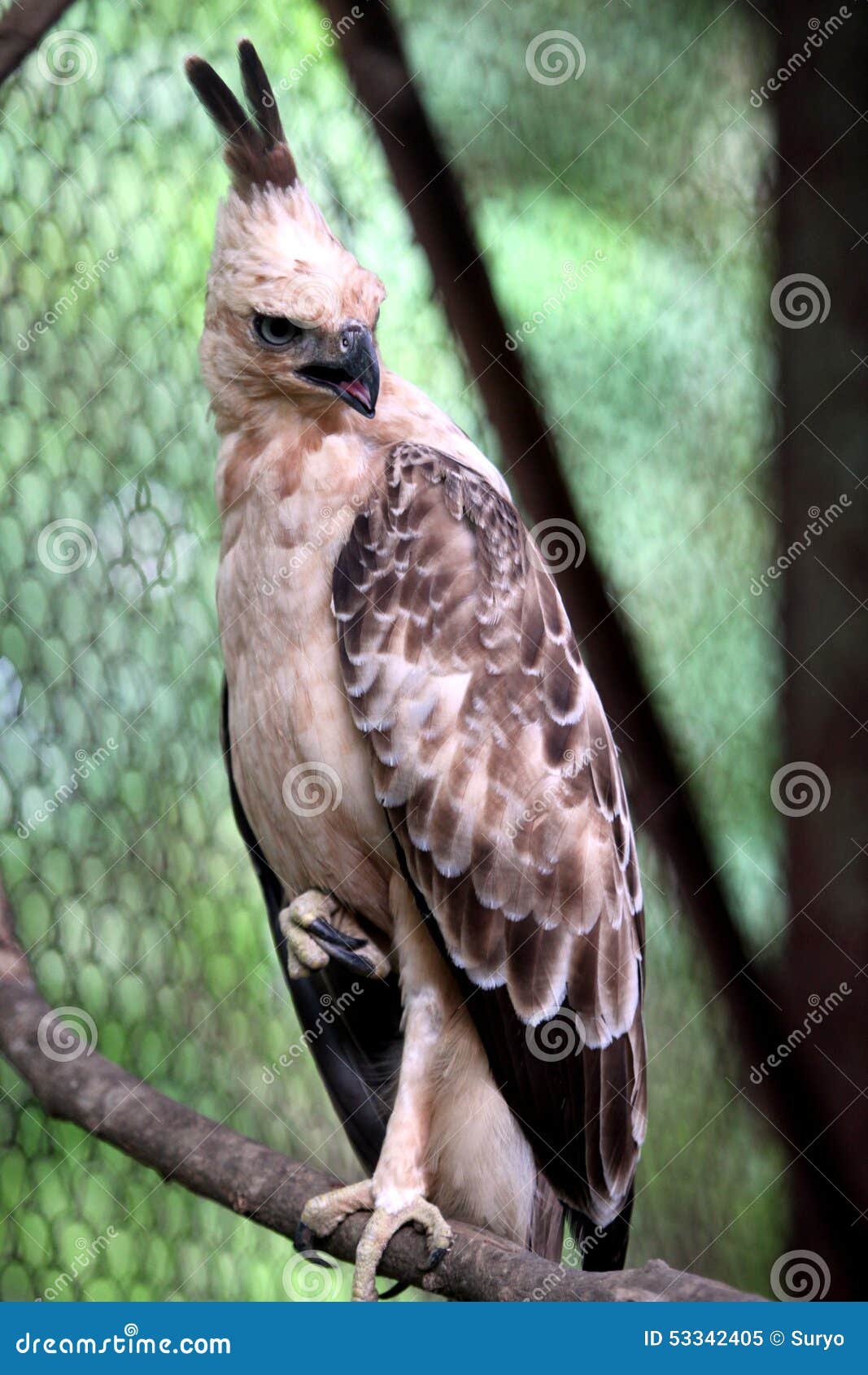 Javanese eagles stock image. Image of hunting, java, species - 53342405