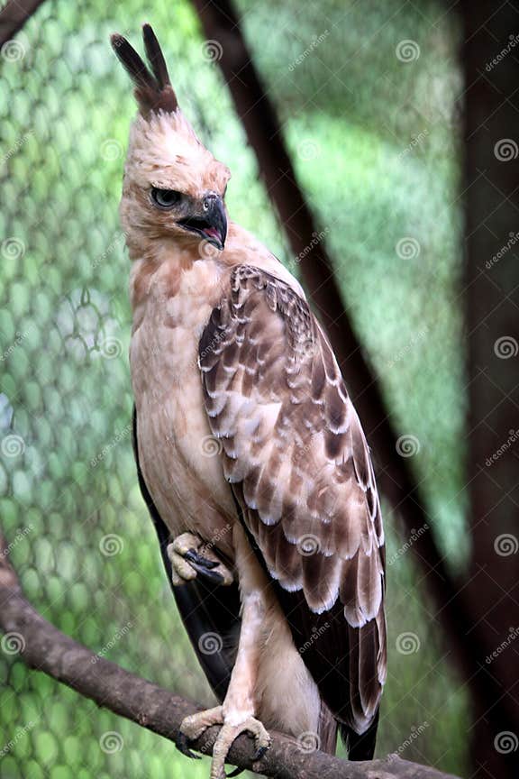 Javanese eagles stock image. Image of hunting, java, species - 53342405