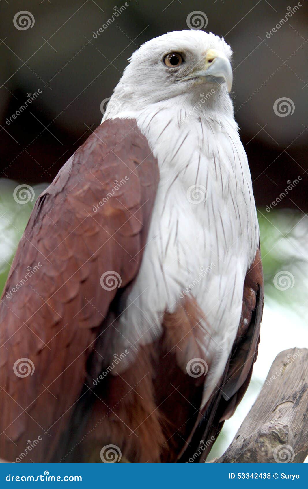 Javanese eagles stock photo. Image of java, extinction - 53342438