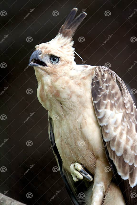 Javanese eagles stock image. Image of eagles, species - 53342741