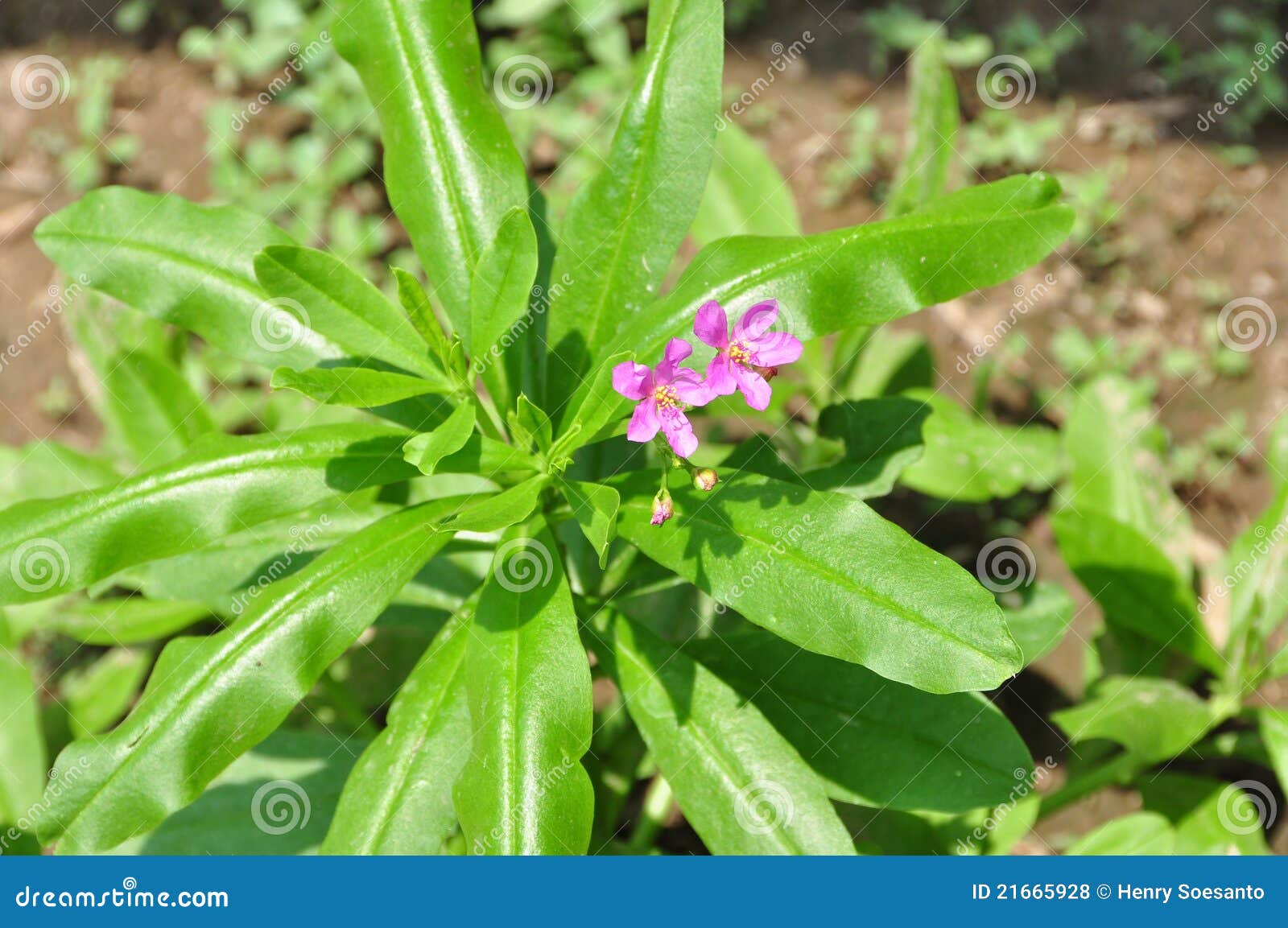 Javanese Ginseng stock photo. Image of green, akar, jawa - 21665928