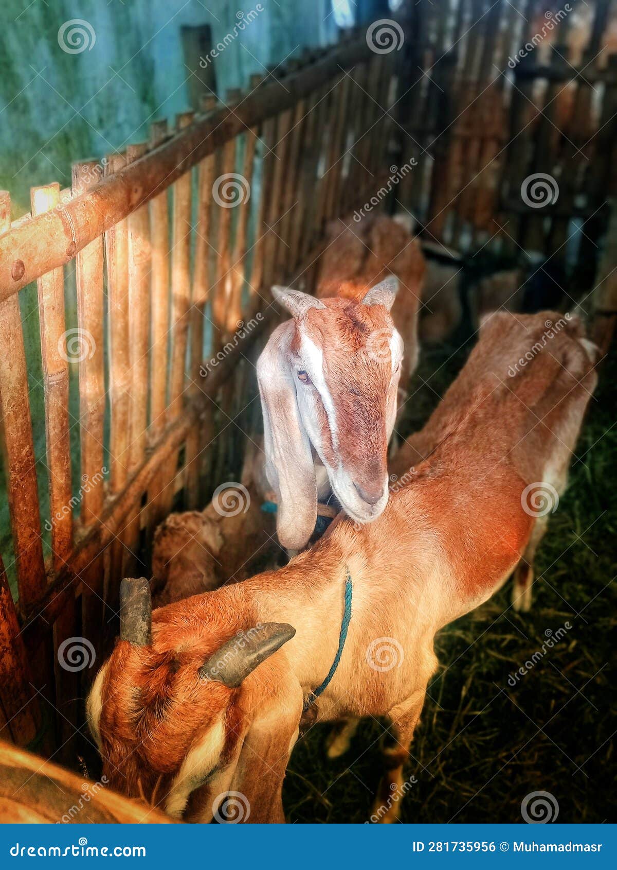 Javanese goat stock photo. Image of twin, javanese, goat - 281735956