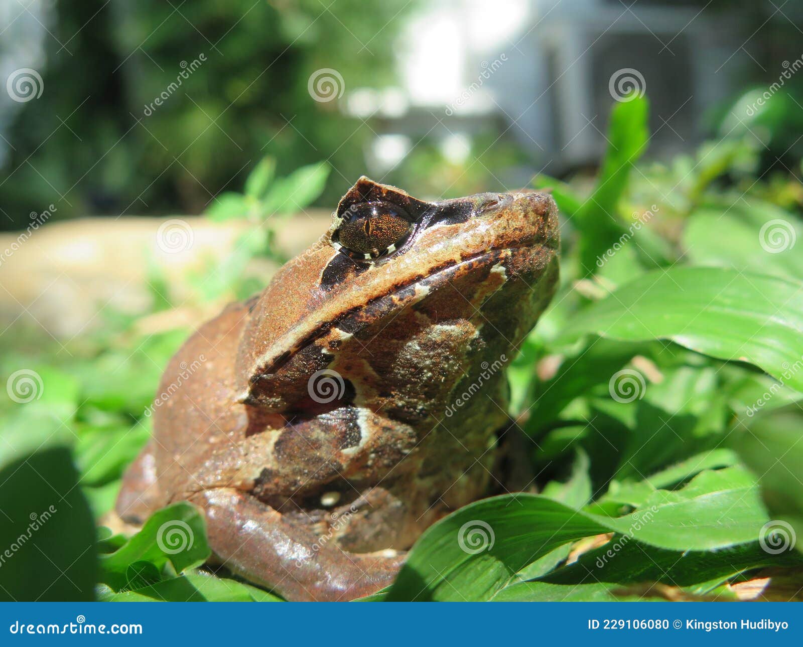 Javanese Horned Frog Exotic Wildlife Leaf Stock Photo - Image of ...