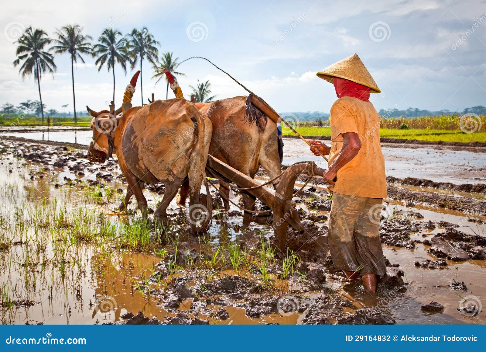 Javanese Paddy Farmer Plows the Fields the Traditional Way Editorial ...