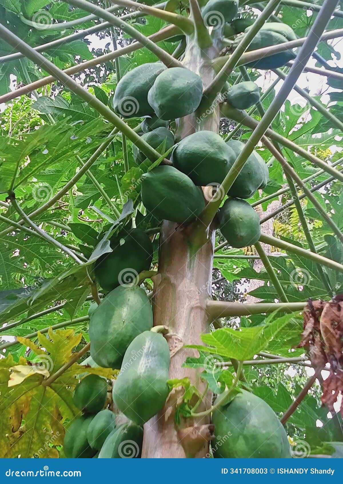 Javanese papaya fruit stock image. Image of grows, delicious - 341708003