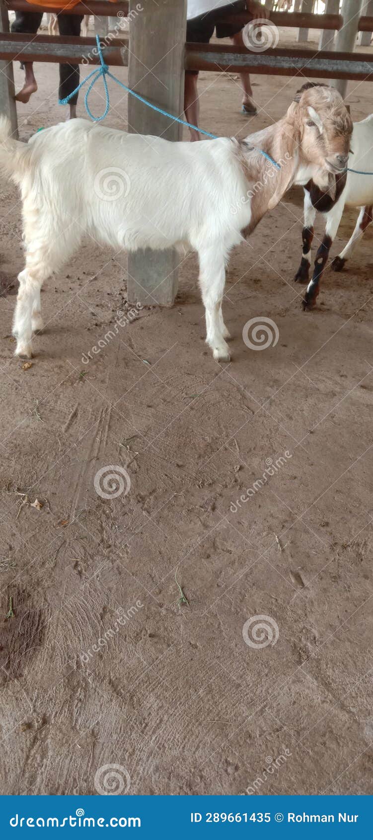 Javanese randu goat stock image. Image of randu, animal - 289661435