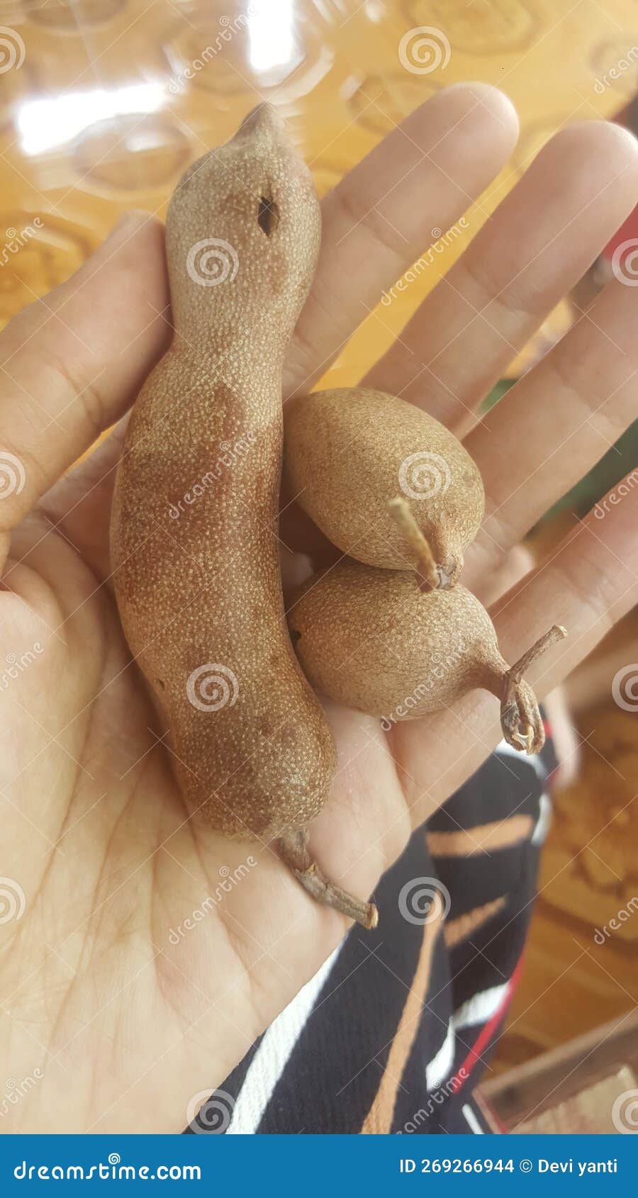 This is a Javanese Tamarind Fruit that Tastes Sour and Fresh? Stock ...