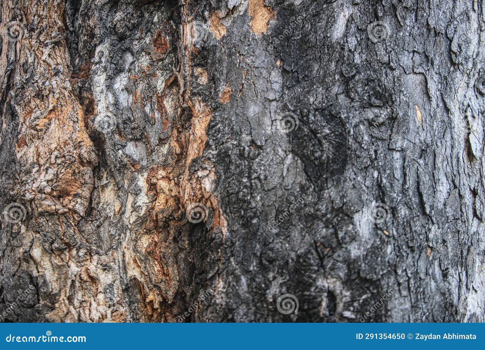 Javanese Tamarind Tree Bark Texture Stock Photo - Image of tamarind ...
