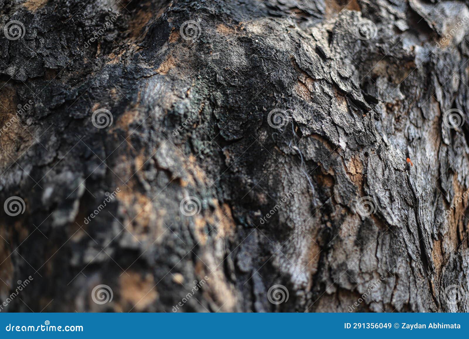 Javanese Tamarind Tree Bark Texture Stock Image - Image of tree, bark ...