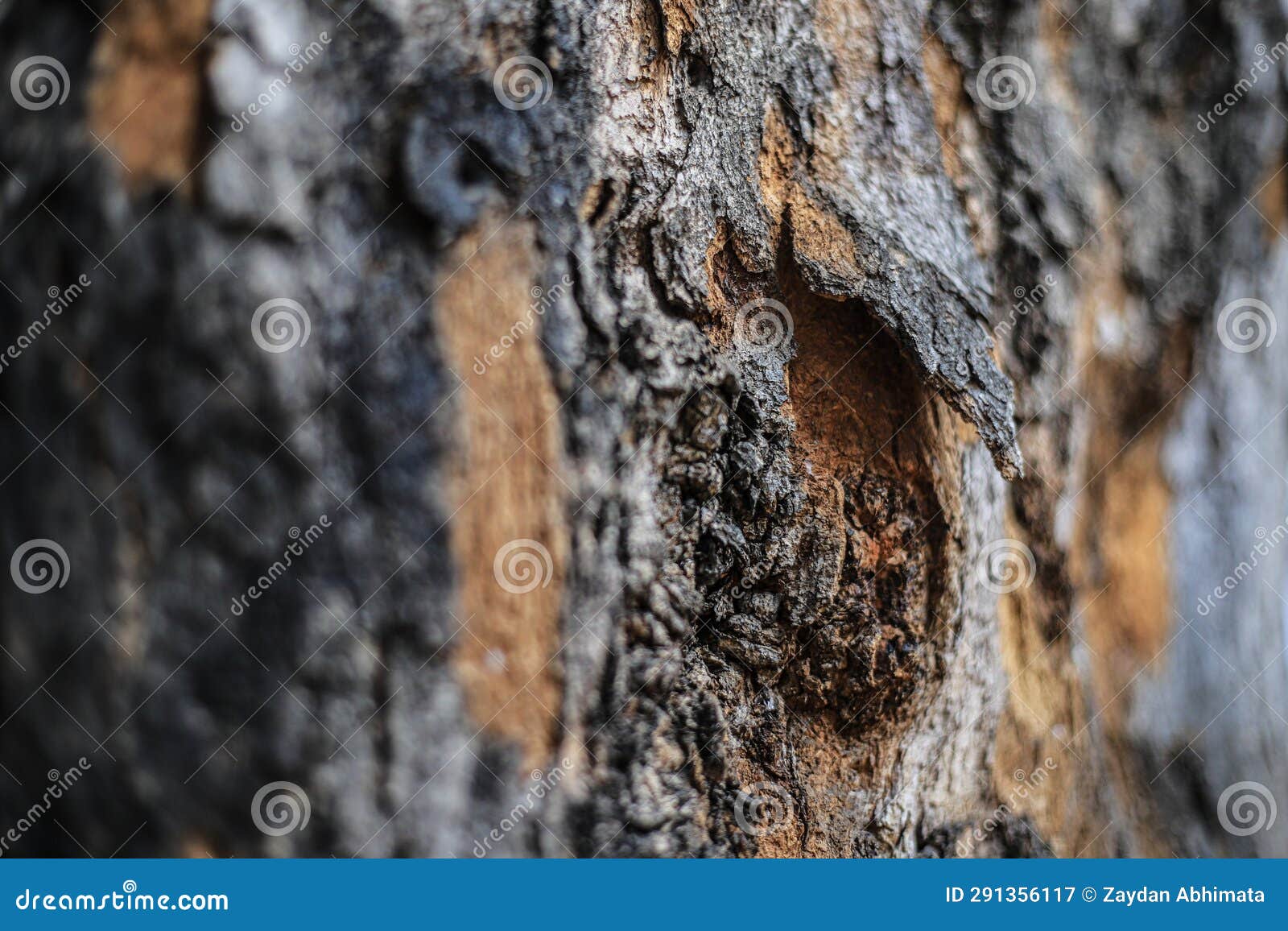 Javanese Tamarind Tree Bark Texture Stock Image - Image of tamarind ...