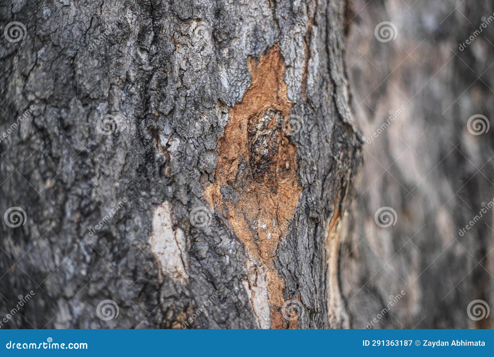Javanese Tamarind Tree Bark Texture Stock Image - Image of bark, tree ...