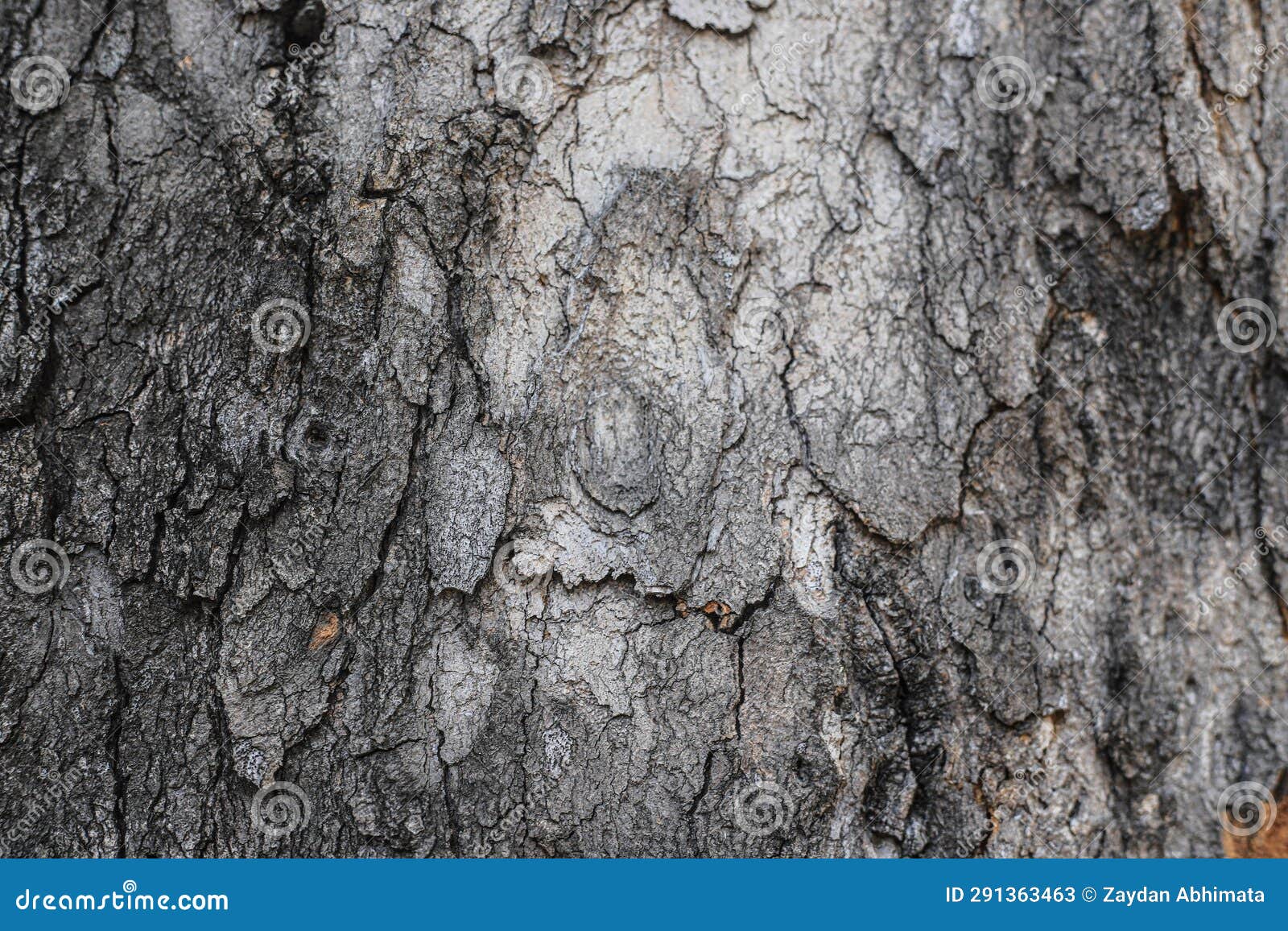 Javanese Tamarind Tree Bark Texture Stock Image - Image of bark ...