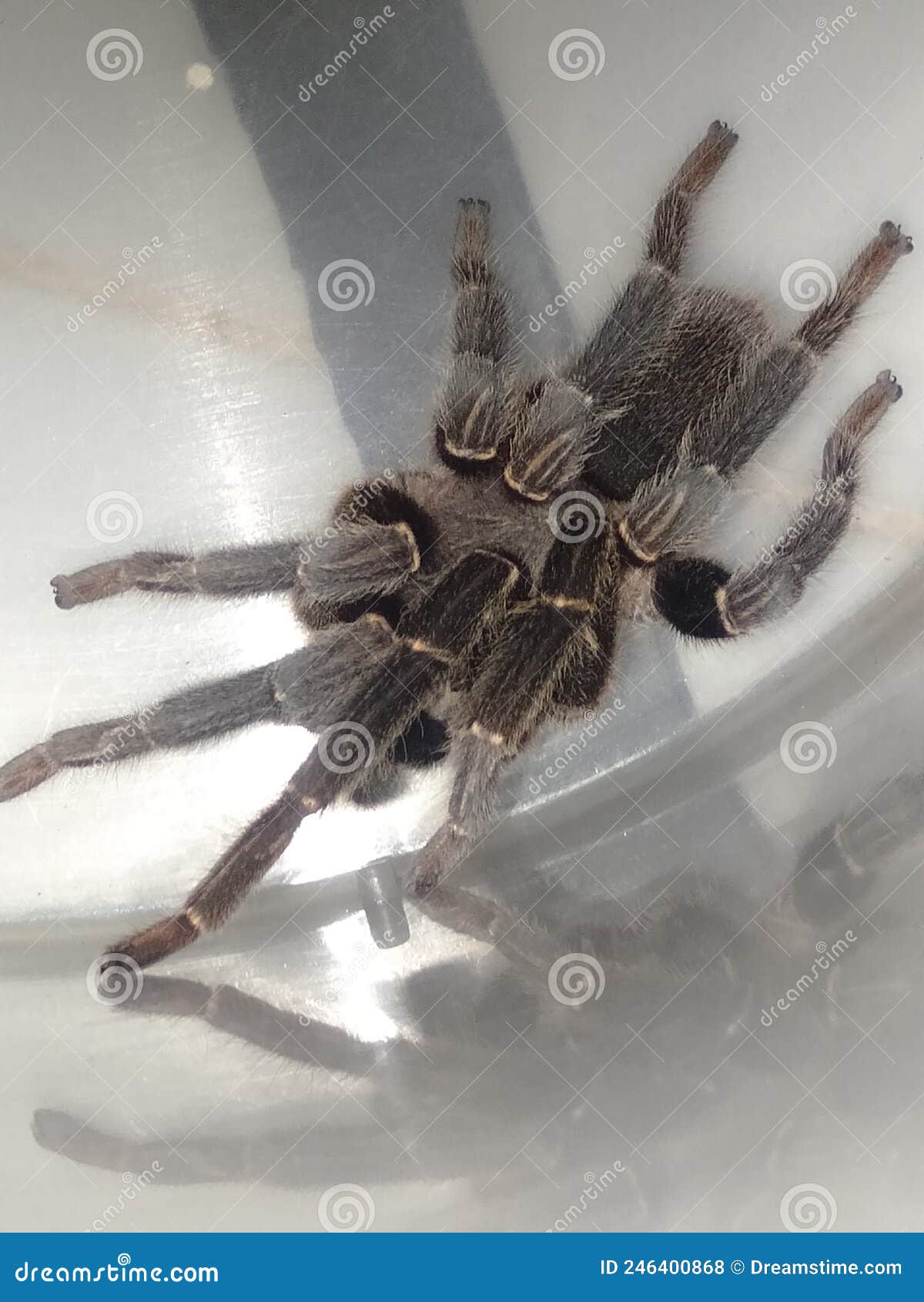 Large tarantula spider stock photo. Image of javanese - 246400868