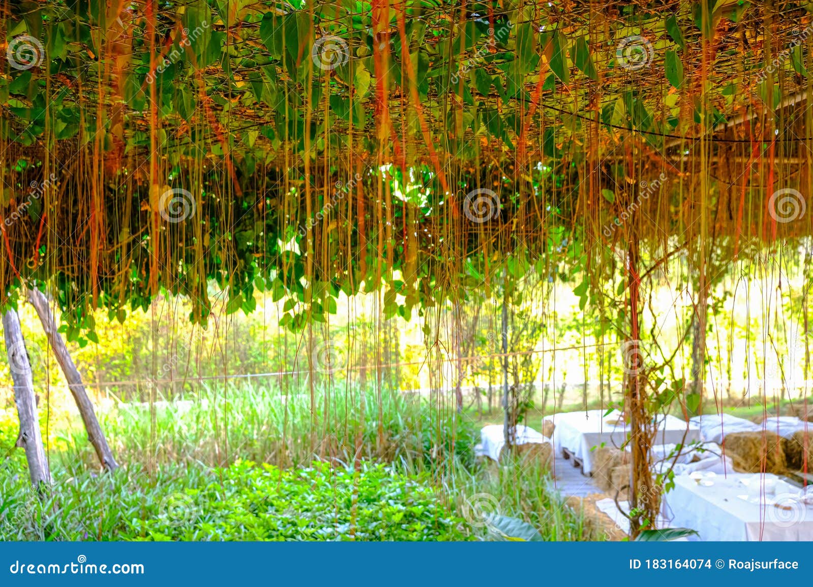 Graoe Photos - Free & Royalty-Free Stock Photos from Dreamstime