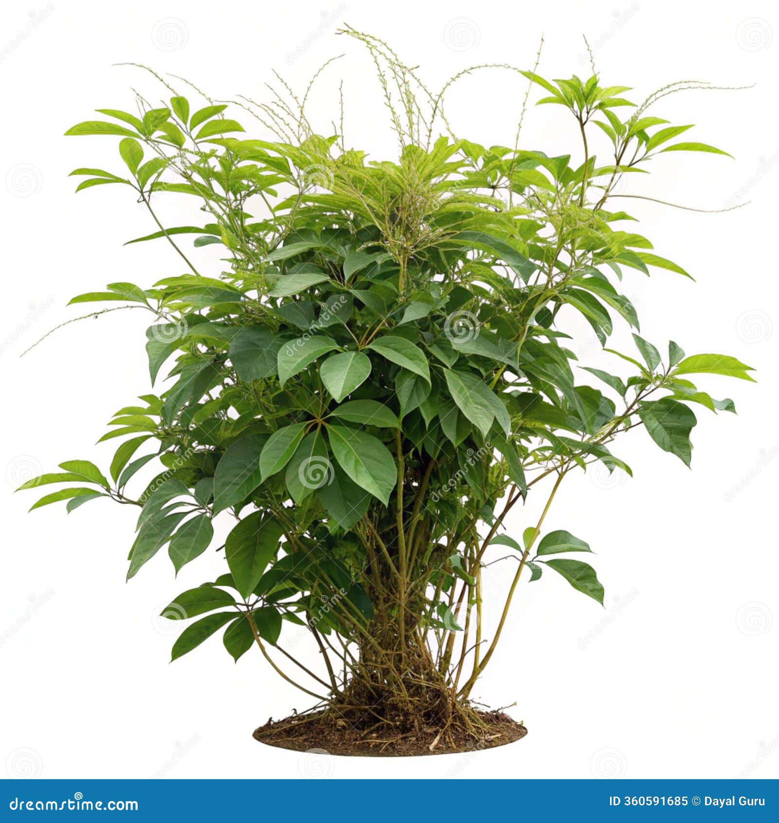 Javanese Treebine Plant Bush Isolated on Transparent Background Stock ...