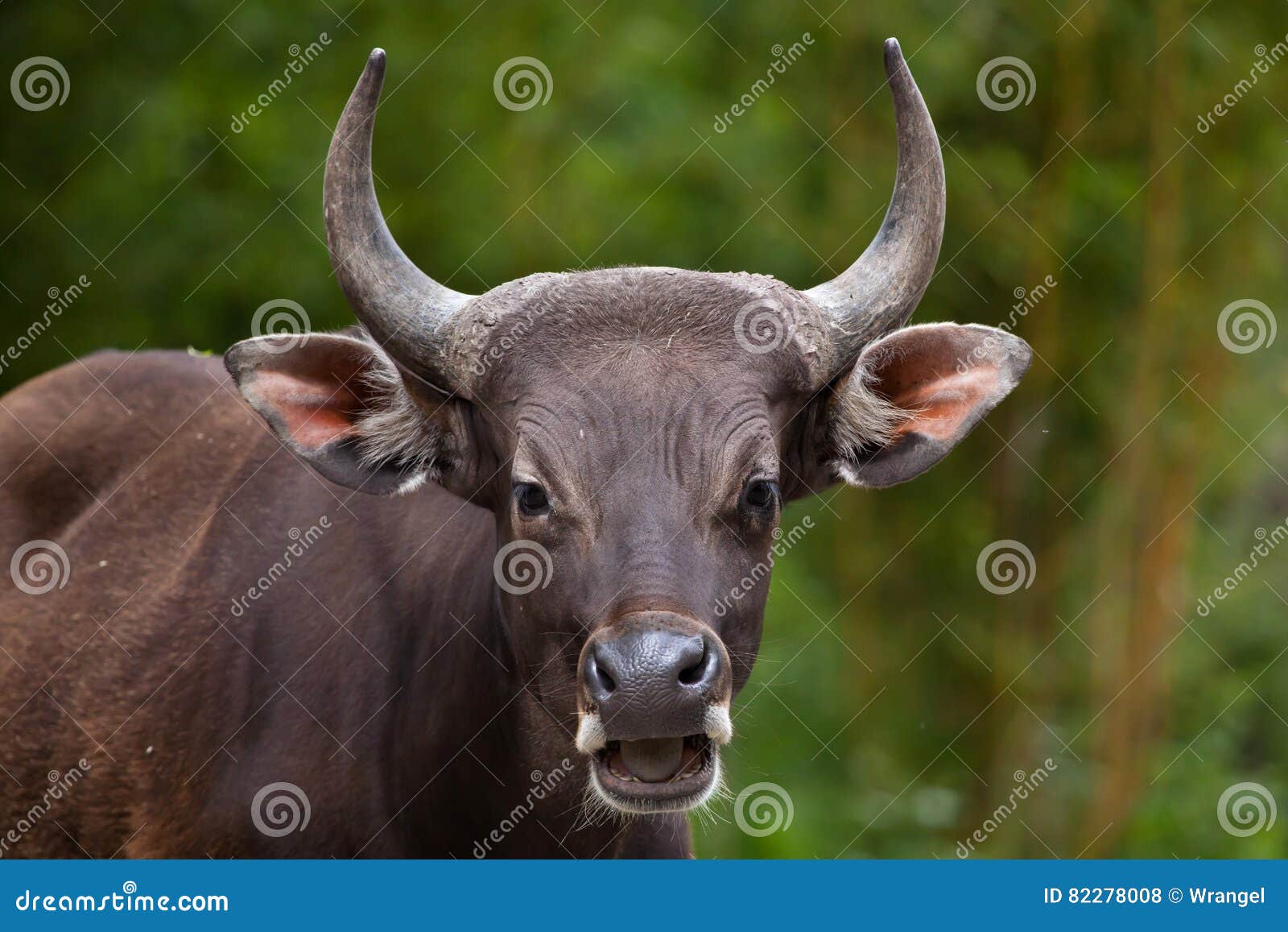 Javanicus Del Bos Del Banteng De Javan Foto de archivo - Imagen de ...