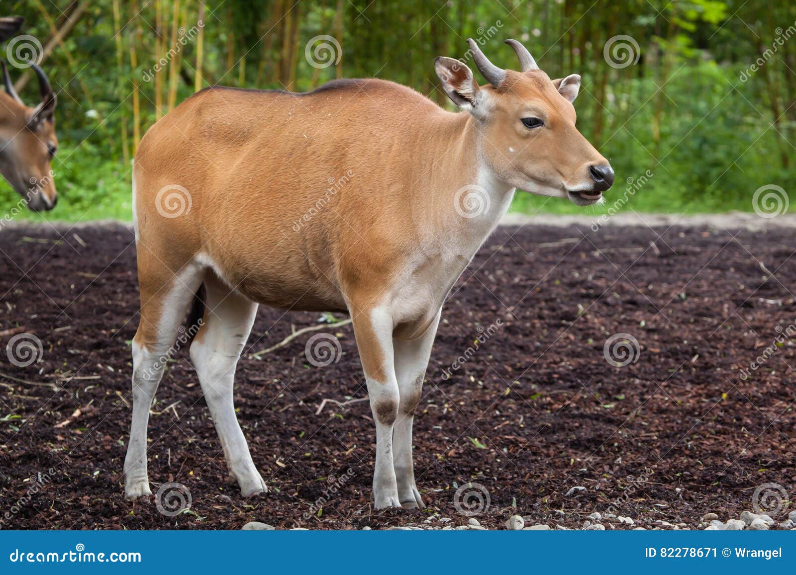 Javanicus Del Bos Del Banteng De Javan Imagen de archivo - Imagen de ...
