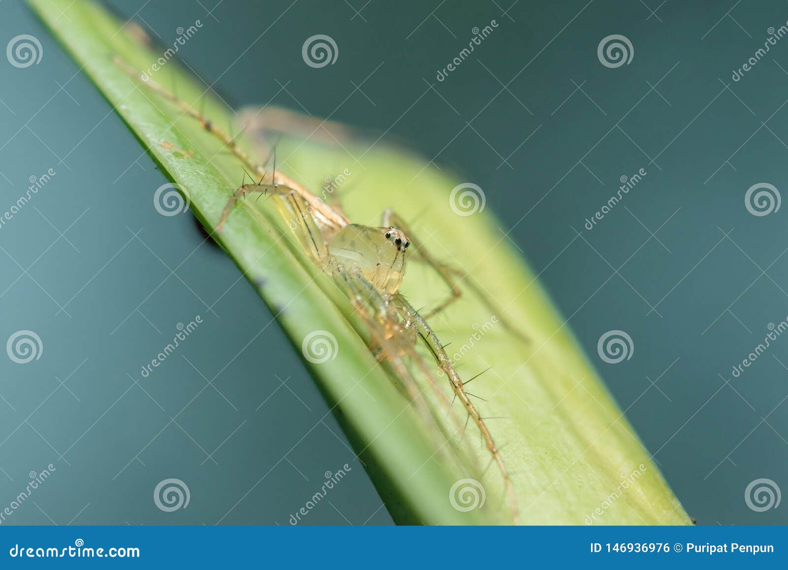 Javanus Throll De Oxyopes En Las Hojas Foto de archivo - Imagen de ...