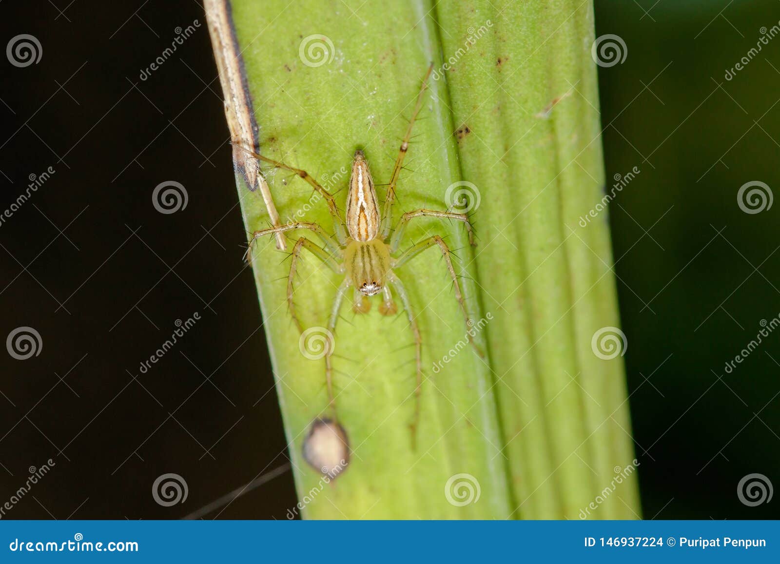 Javanus Throll De Oxyopes En Las Hojas Foto de archivo - Imagen de ...