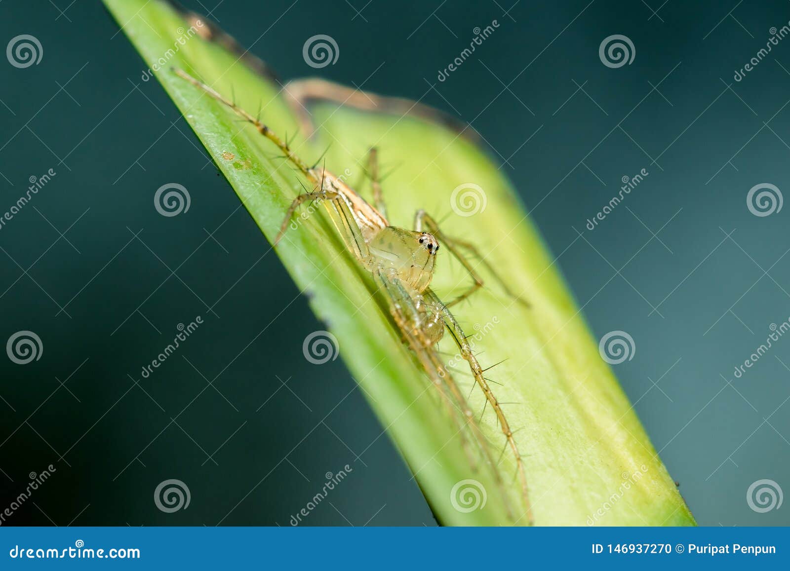 Javanus Throll De Oxyopes En Las Hojas Foto de archivo - Imagen de ...