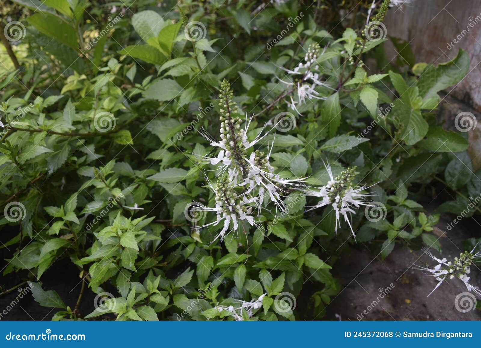 The Javatea plant stock photo. Image of plant, flora - 245372068