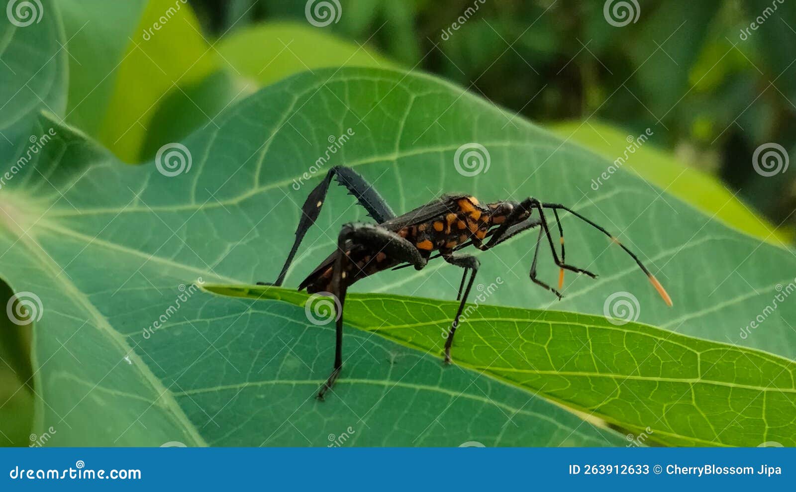 The Leaf - Footed Plant Bug Stock Image - Image of invertebrate, leaf ...