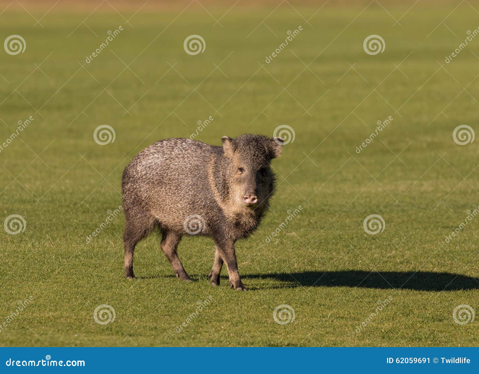 Javelina Broadside stock image. Image of wildlife, javelina - 62059691