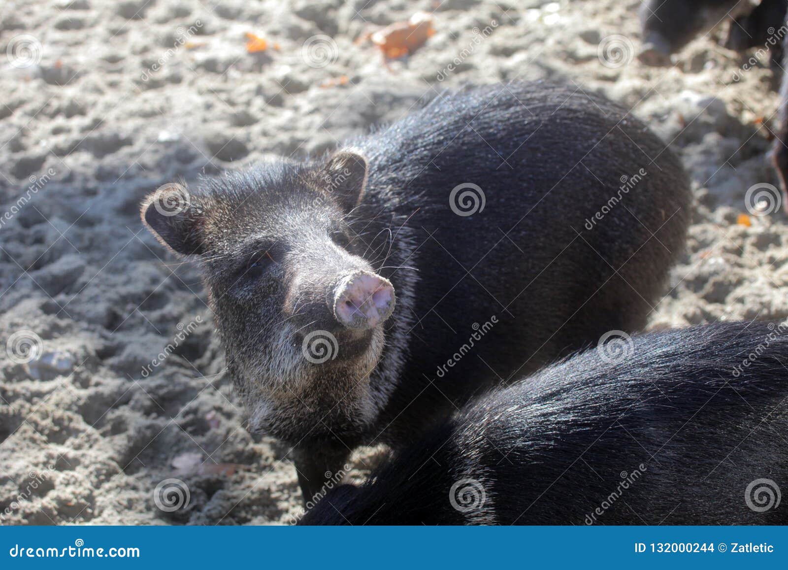 Javelina or Collared Peccary Stock Photo - Image of javelina, predator ...