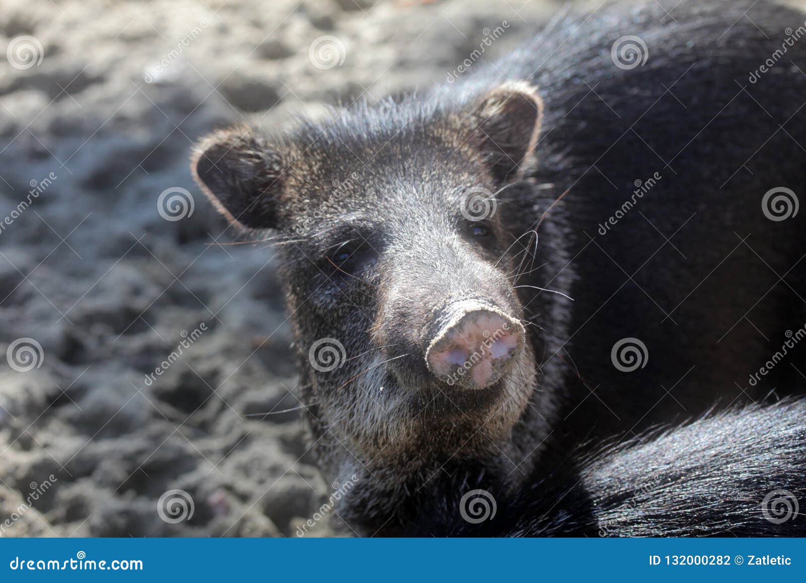 Javelina or Collared Peccary Stock Photo - Image of predator, hoof ...