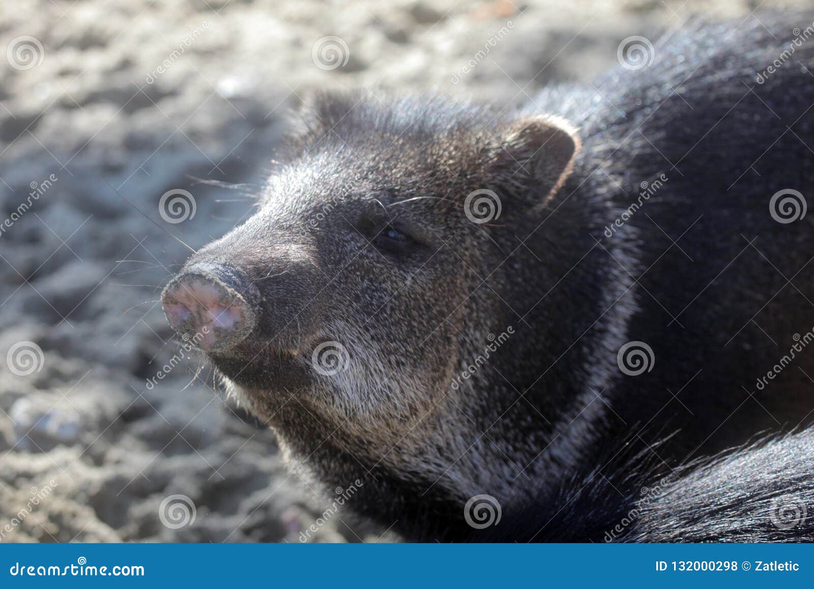 Javelina or Collared Peccary Stock Photo - Image of southwest, desert ...
