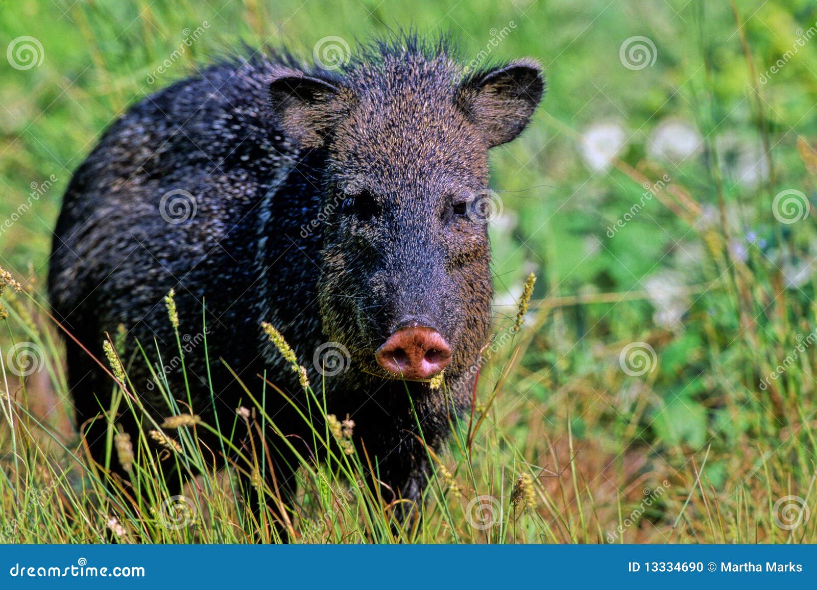 Javelina (Collared Peccary), Peccary Angulatus Stock Photo - Image of ...
