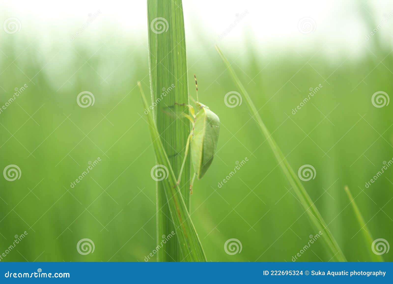 Javelot Vert, Ravageur Du Riz ? Photo stock - Image du herbe, humidité ...