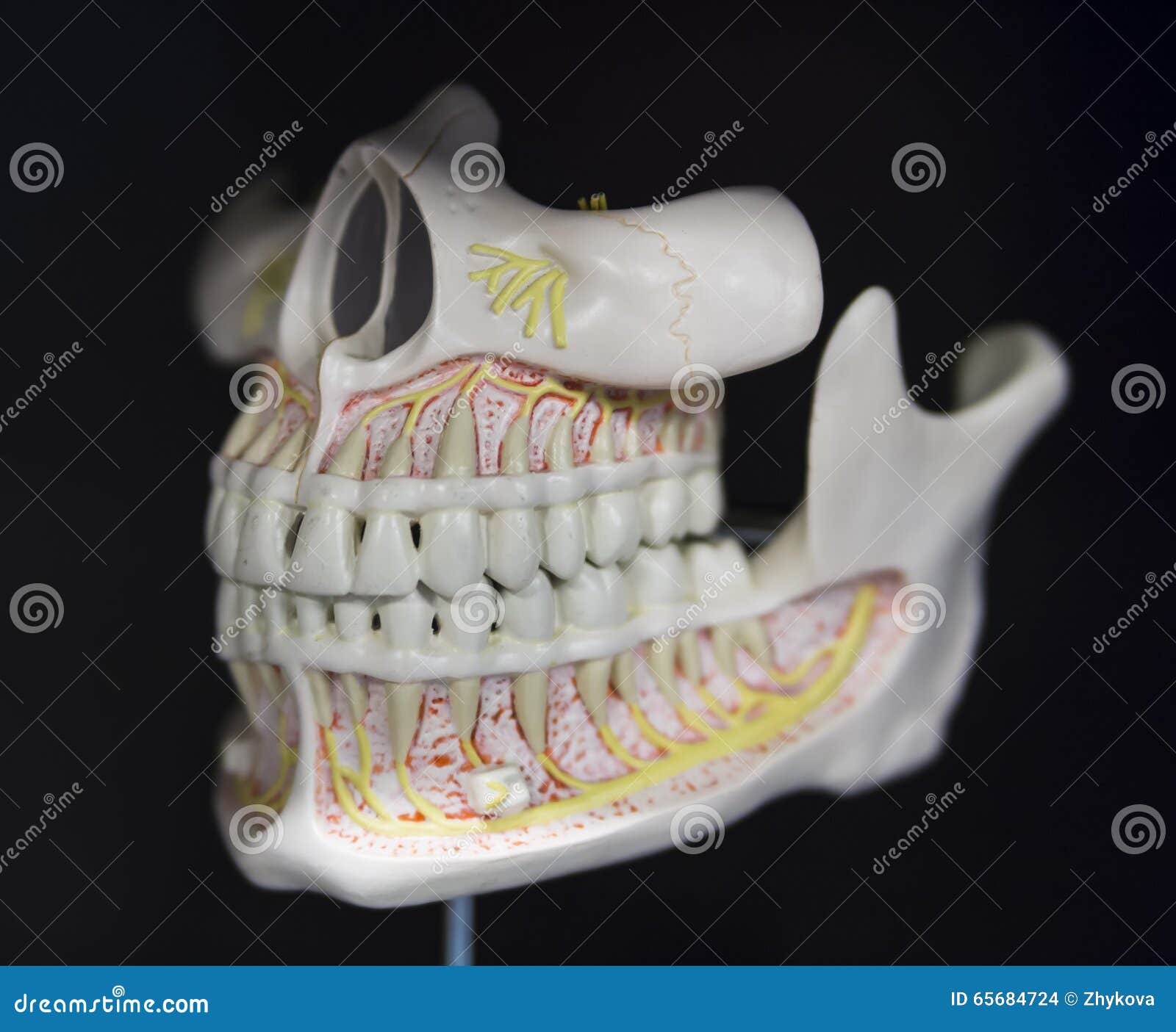 Jaw Anatomy Of The Skull Based Layout Stock Photo | CartoonDealer.com ...