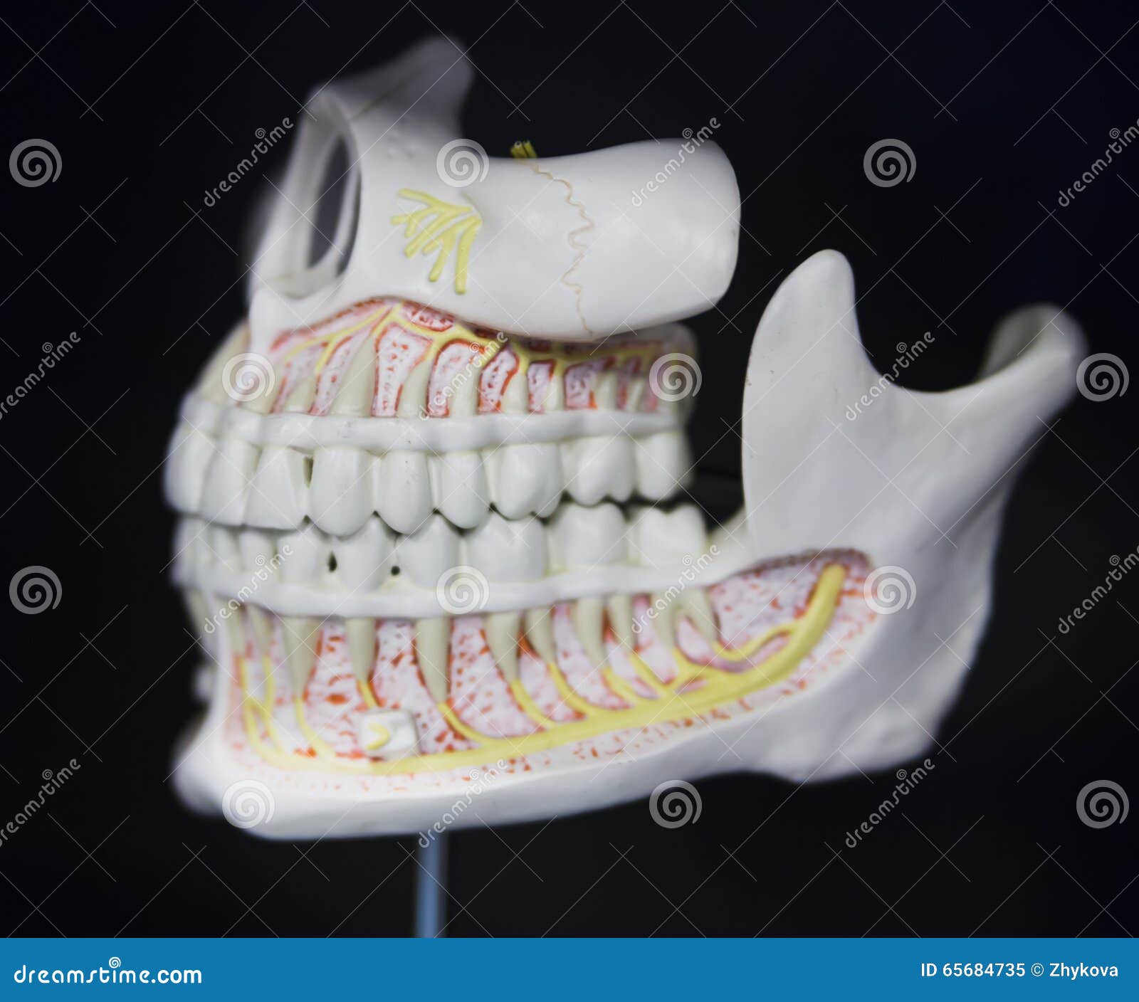 Jaw Anatomy Of The Skull Based Layout Royalty-Free Stock Photography ...