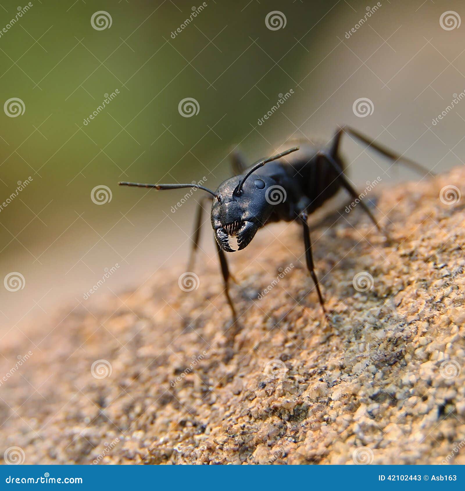 Jaw ant stock image. Image of horizontal, brown, social - 42102443