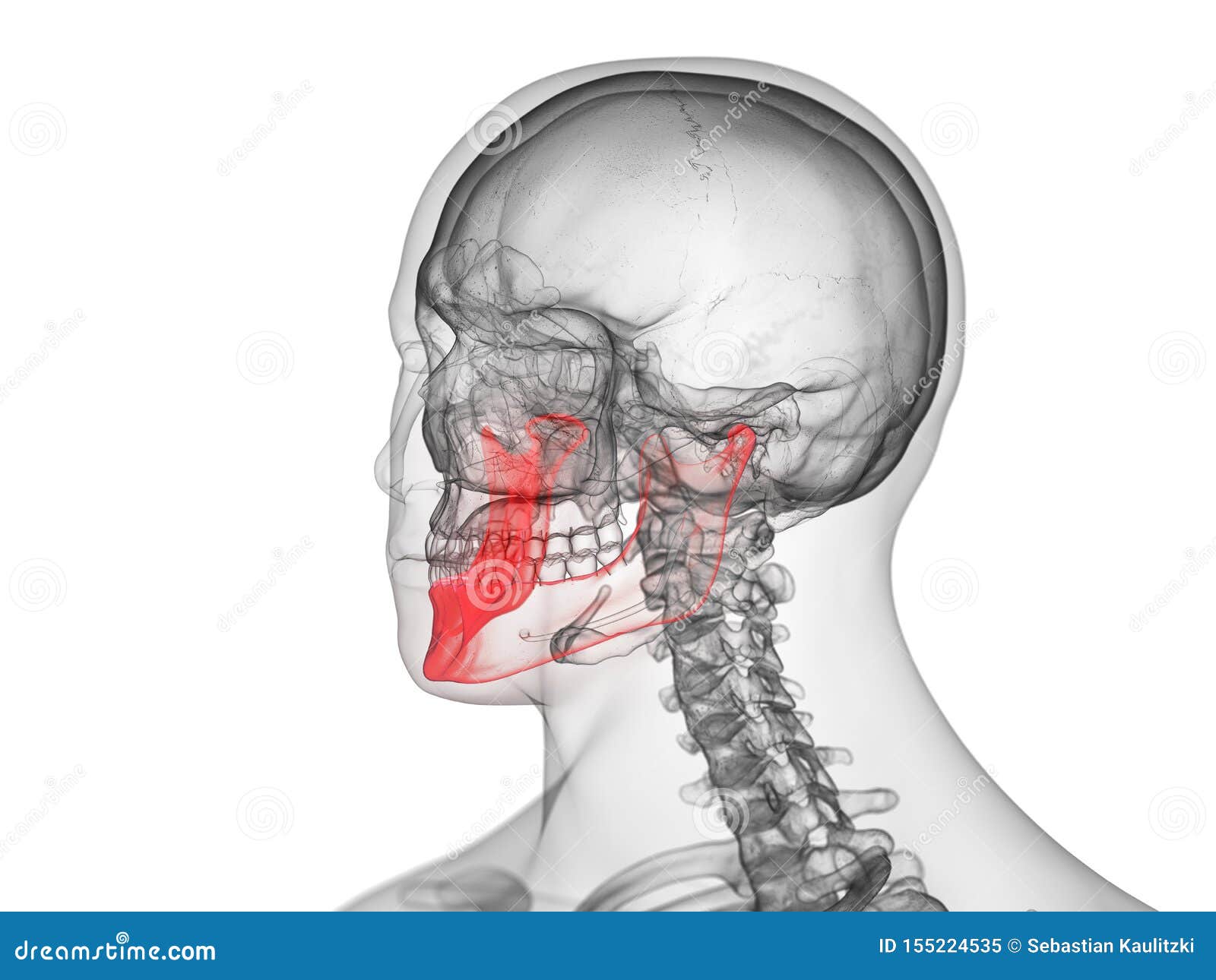 The jaw bone stock illustration. Illustration of bones - 155224535