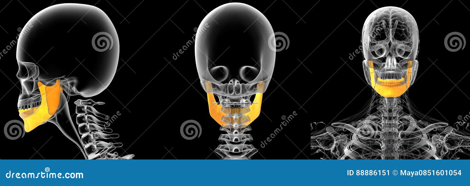 Jaw bone stock illustration. Illustration of human, rendering - 88886151