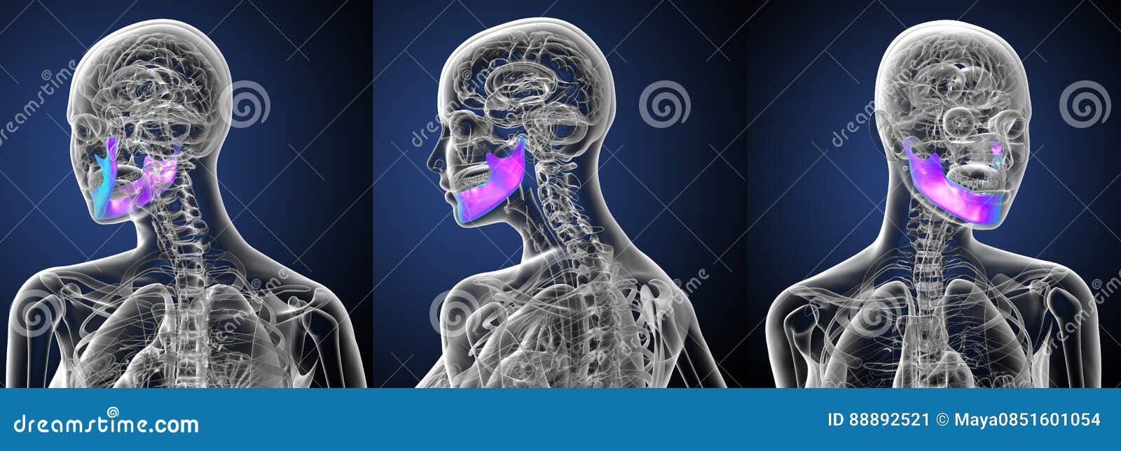 Jaw bone stock illustration. Illustration of teeth, health - 88892521