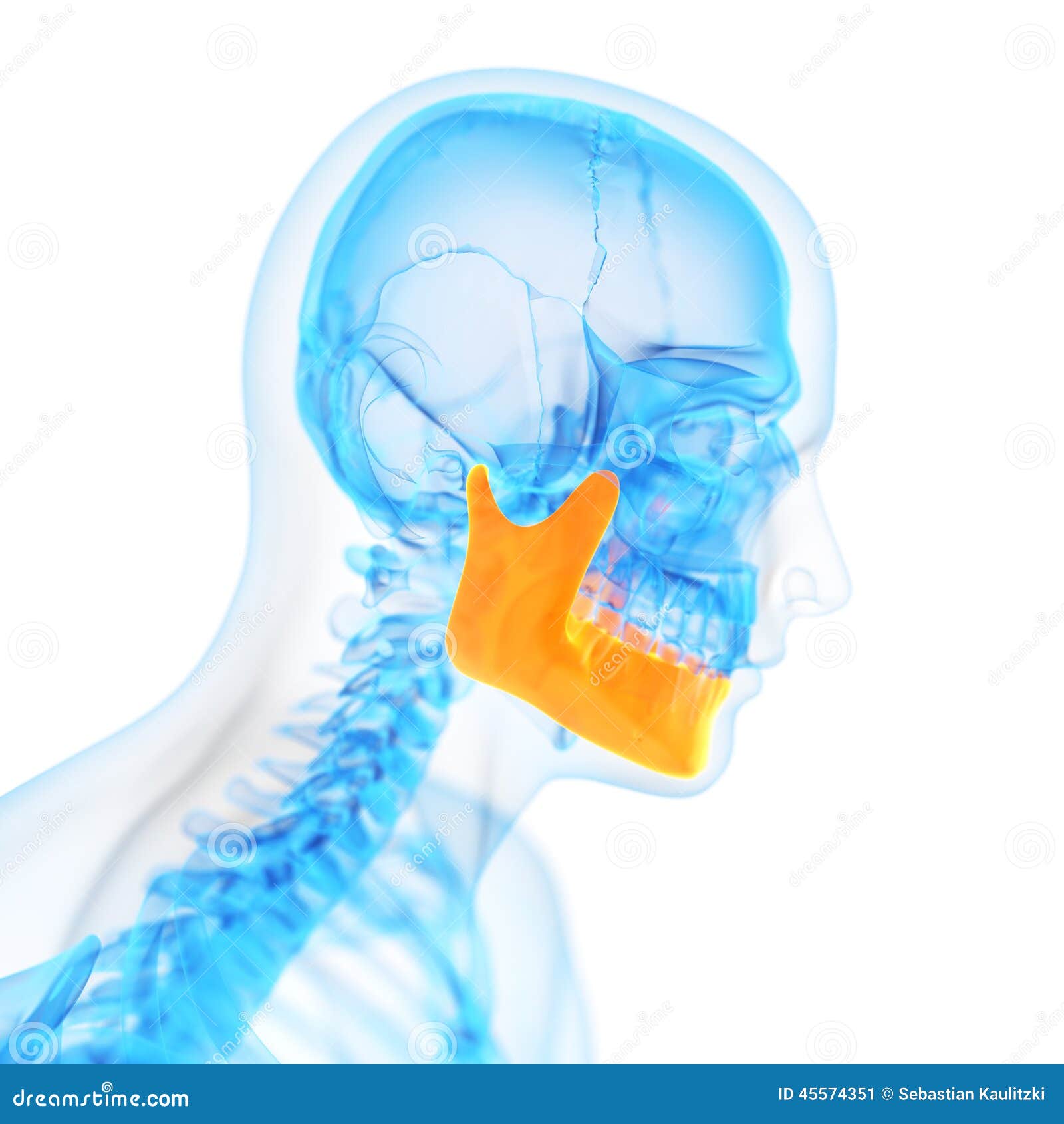 The Jaw Bone Stock Illustration | CartoonDealer.com #45574351