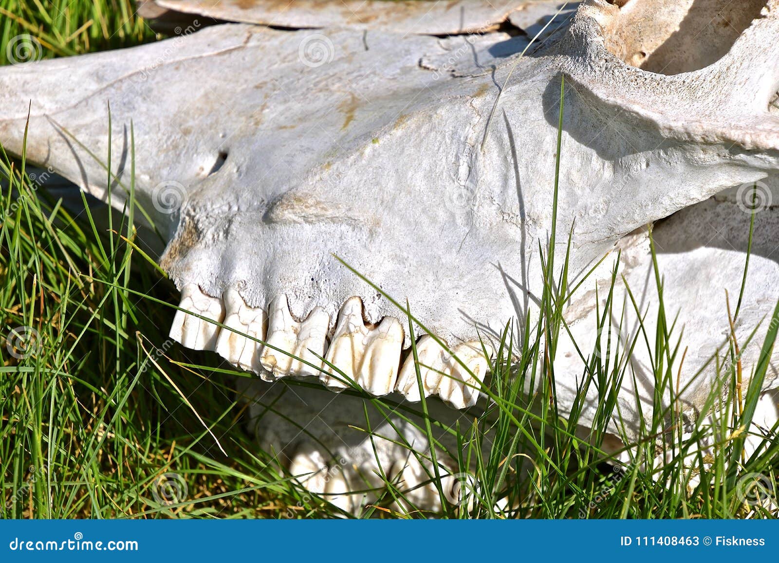 Jaw Bone and Teeth of a Skull of a Cow Stock Image - Image of molar ...