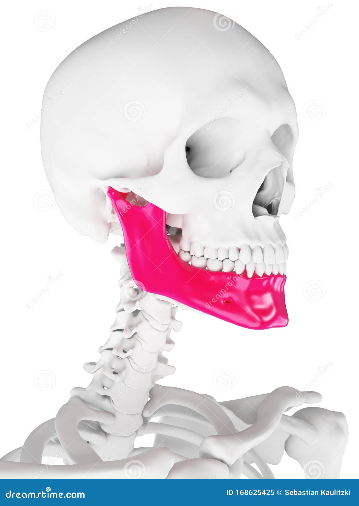 The jaw stock illustration. Illustration of body, biology - 168625425