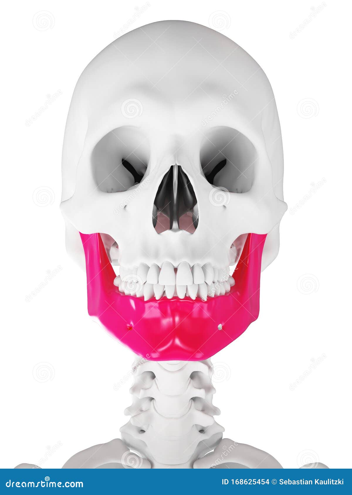 The jaw stock illustration. Illustration of biology - 168625454