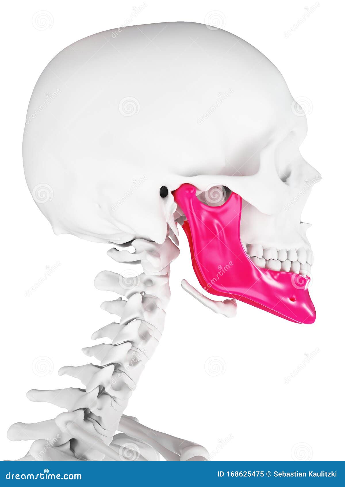 The jaw stock illustration. Illustration of medically - 168625475