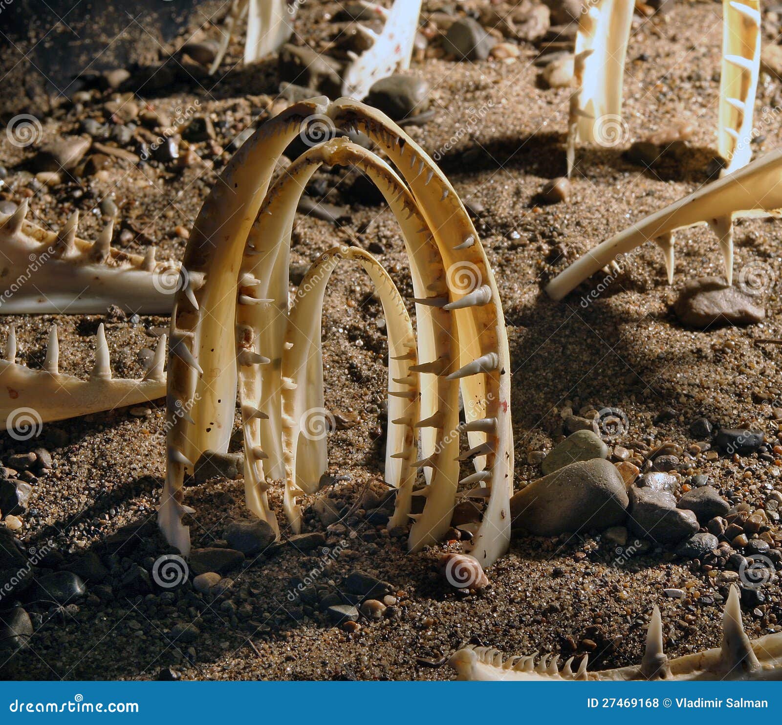 Jaw fish stock photo. Image of carnivore, bone, history - 27469168