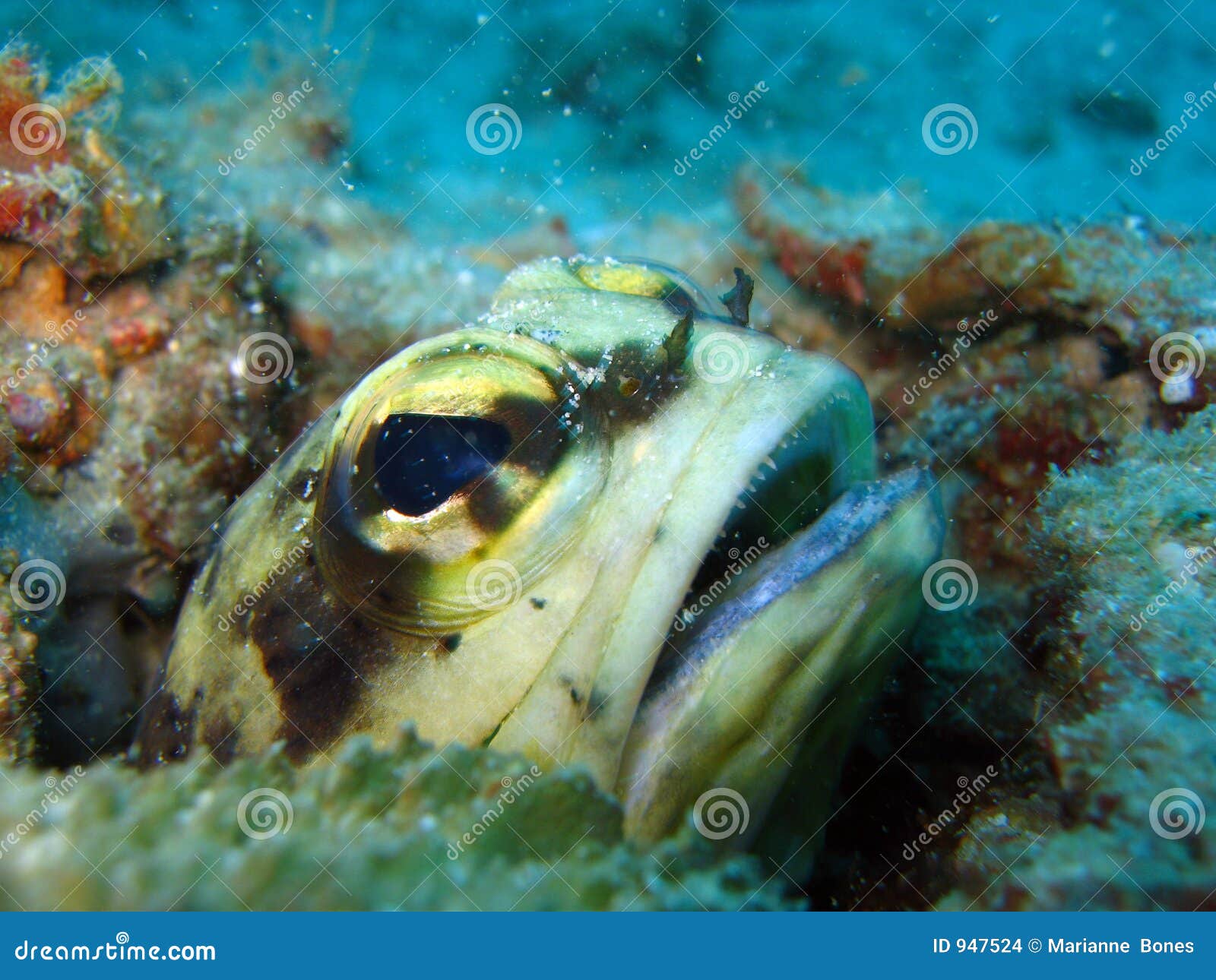 Jaw fish stock photo. Image of hide, angry, hole, coral - 947524