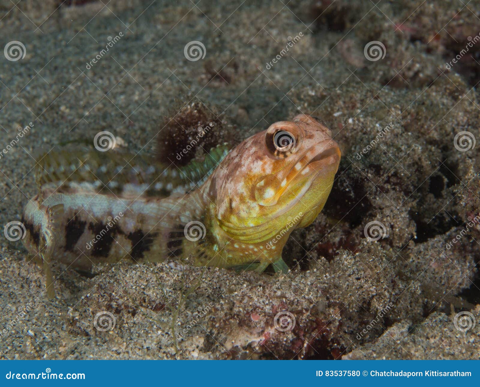 Jaw fish stock photo. Image of marine, water, fish, indonesia - 83537580